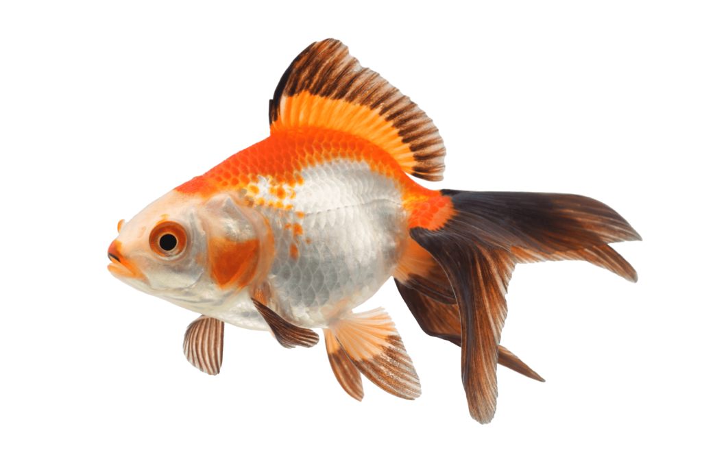 Visitor’s Info | Qian Hu