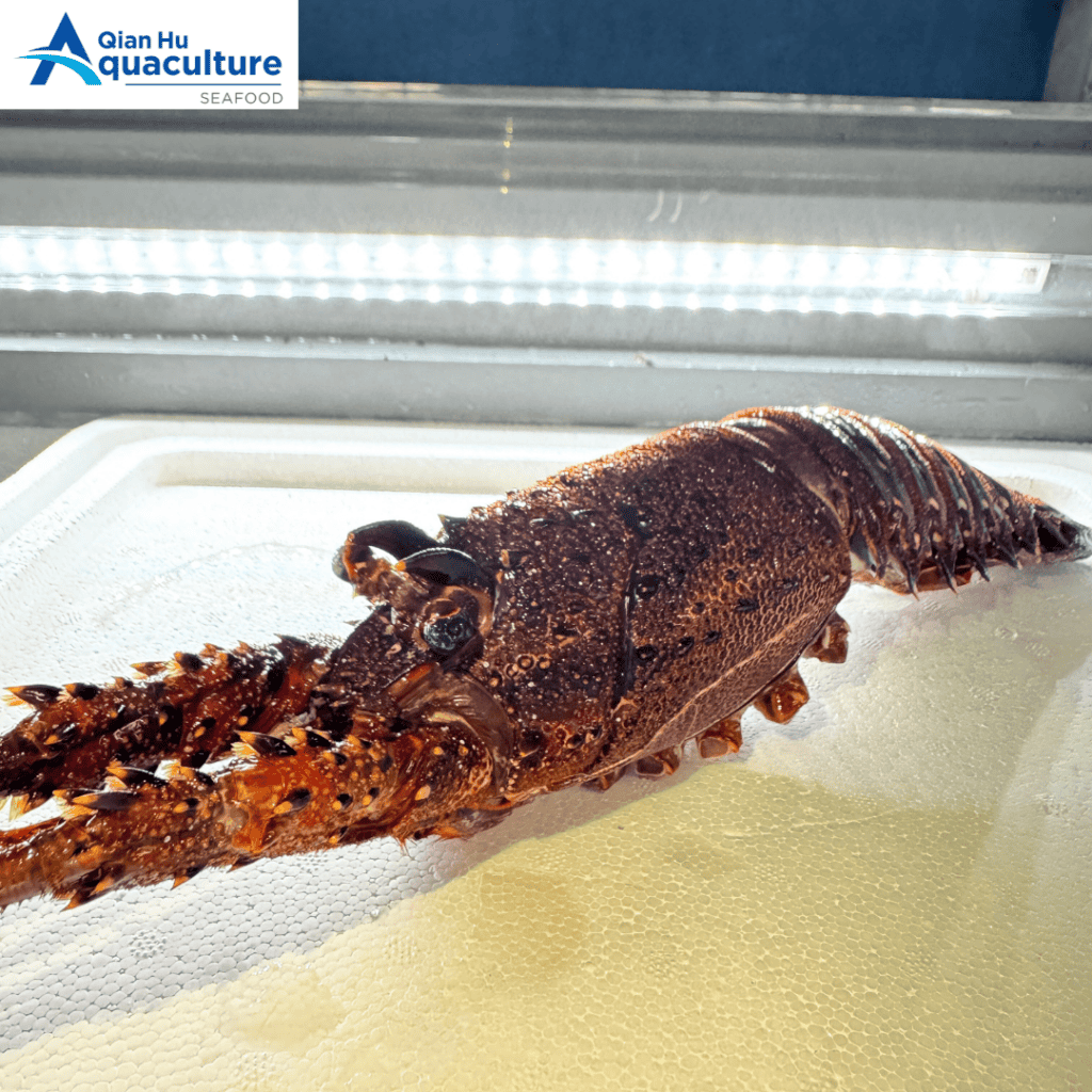 FROZEN WESTERN AUS ROCK LOBSTER [PER PCS] | Qian Hu