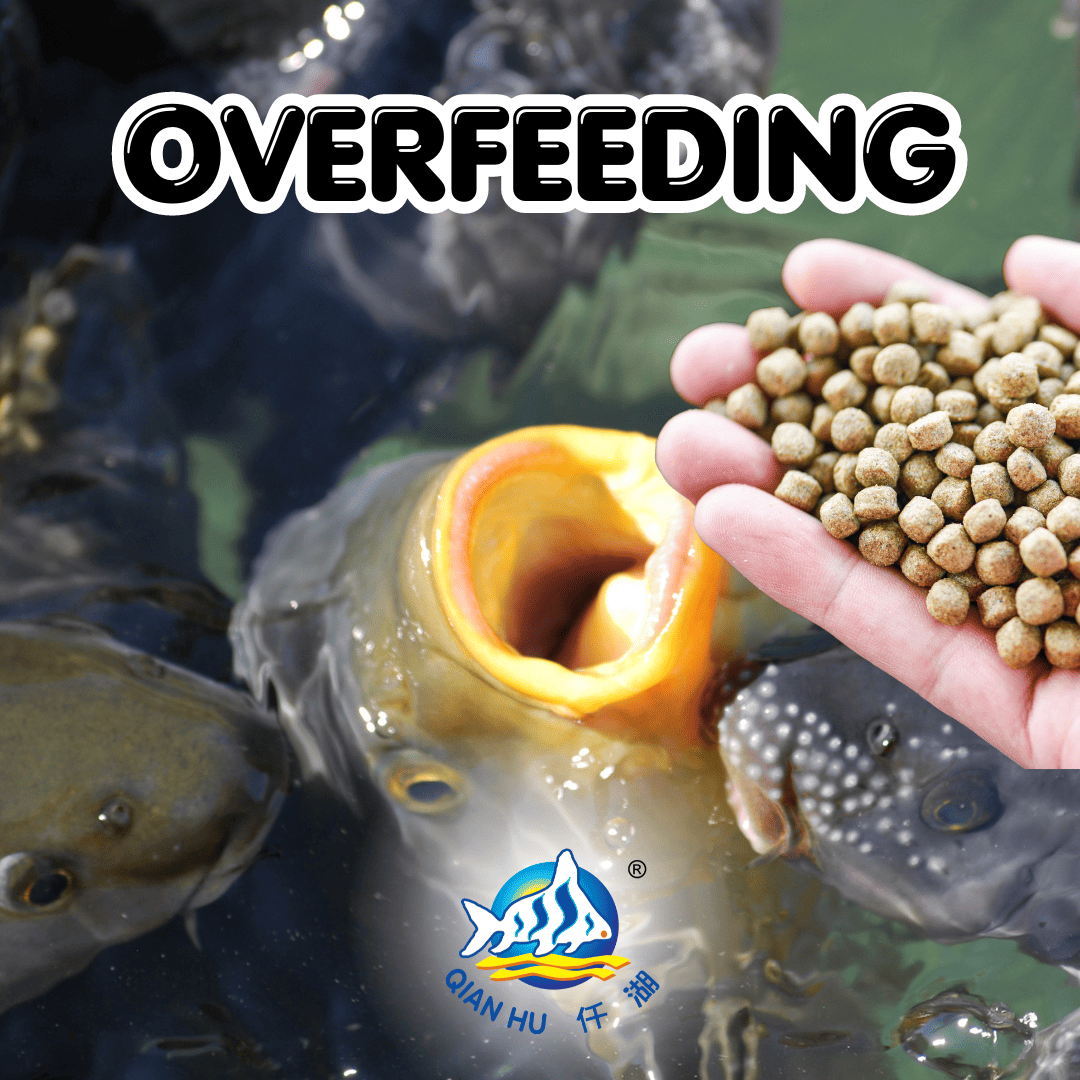 OVERFEEDING | Qian Hu