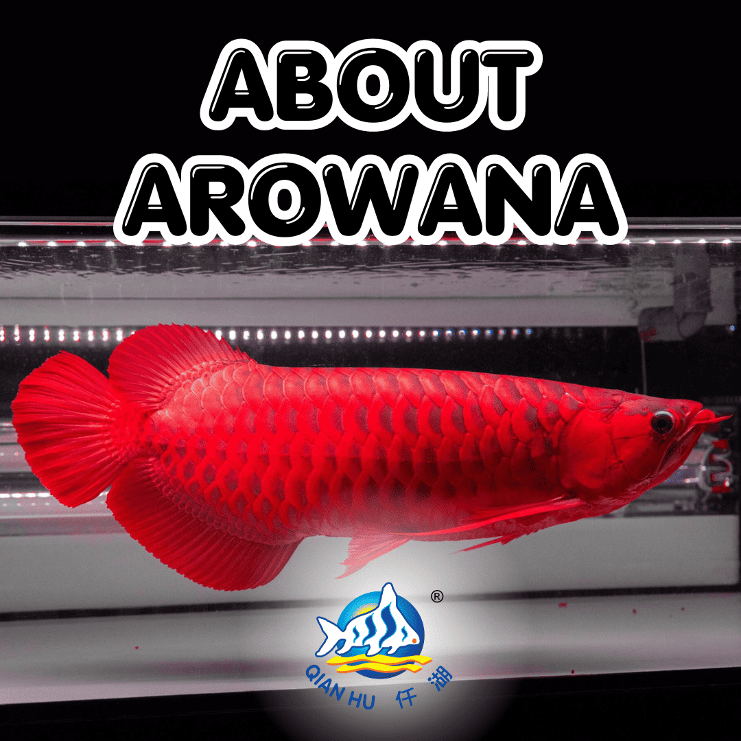 ABOUT AROWANA | Qian Hu