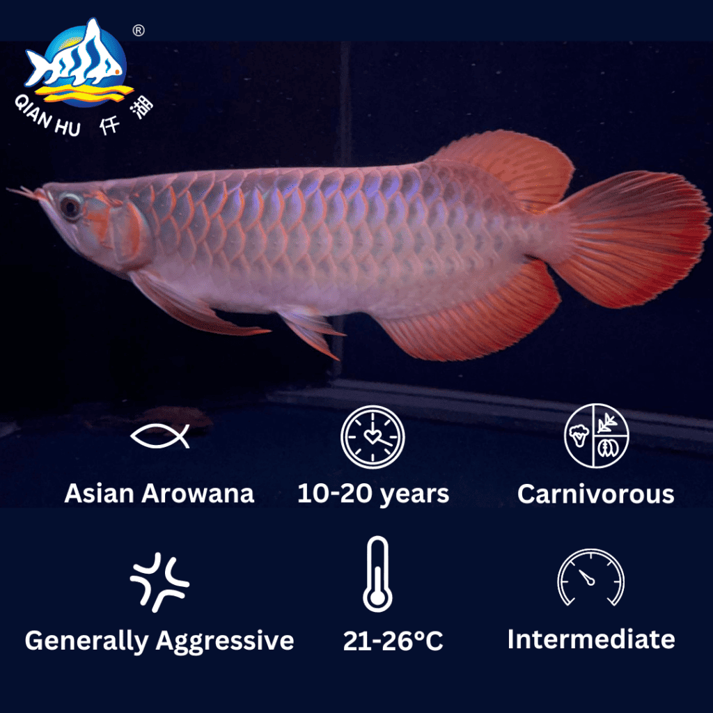 ABOUT AROWANA | Qian Hu