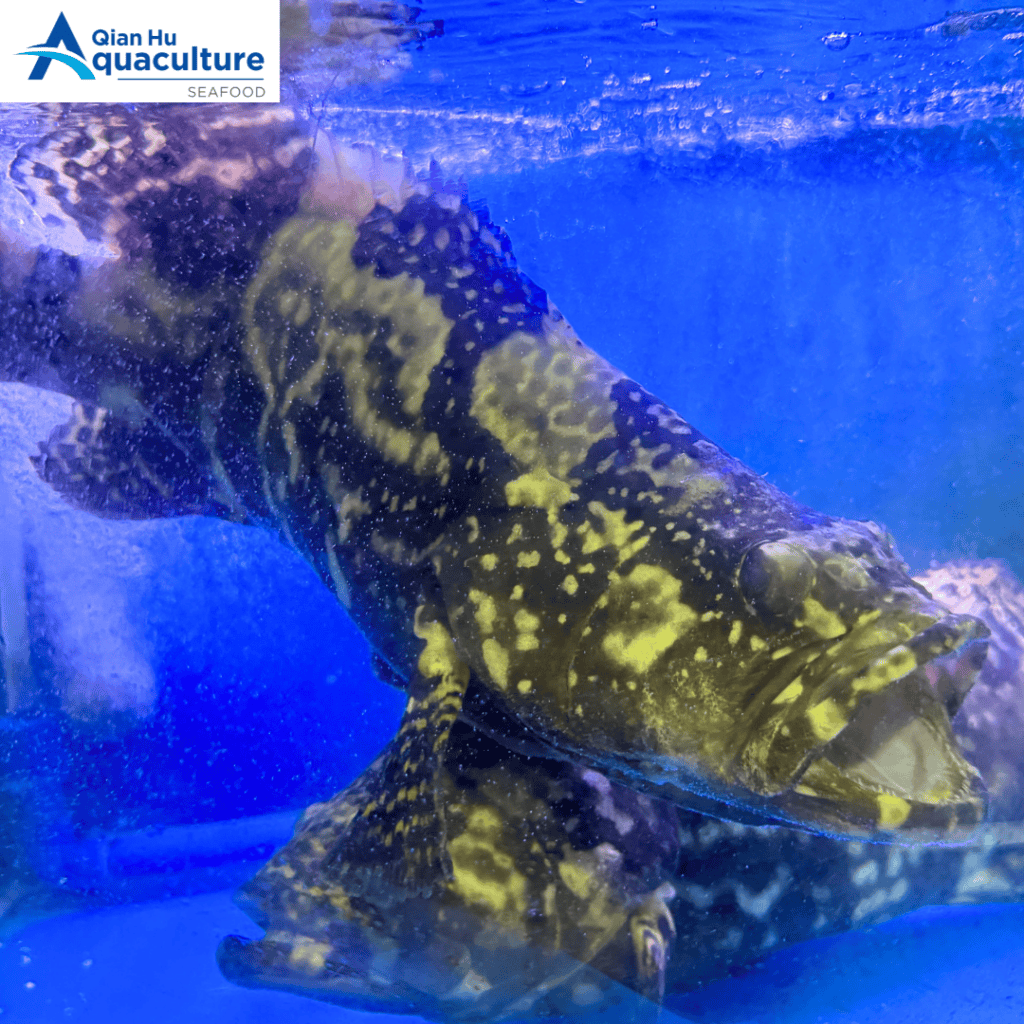 LIVE GROUPER | Qian Hu