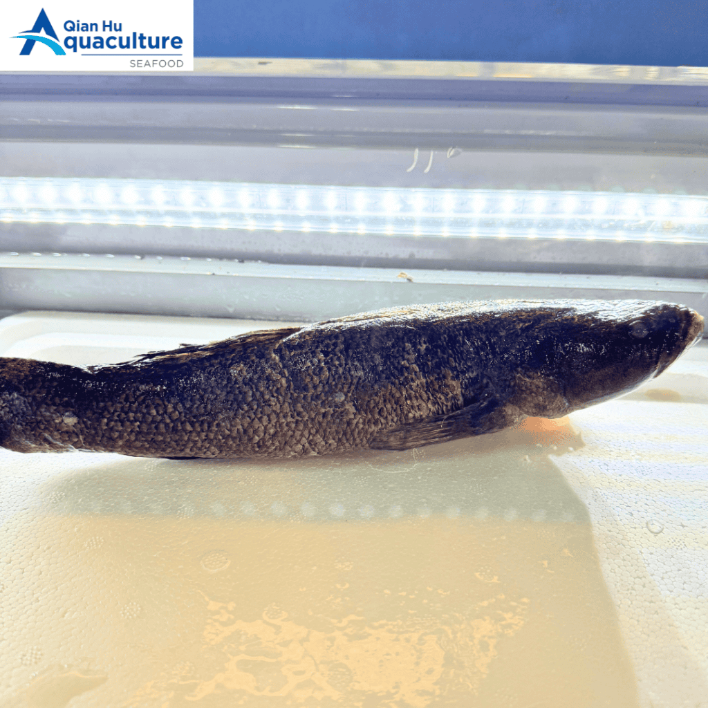 FROZEN MARBLED SAND GOBY | Qian Hu