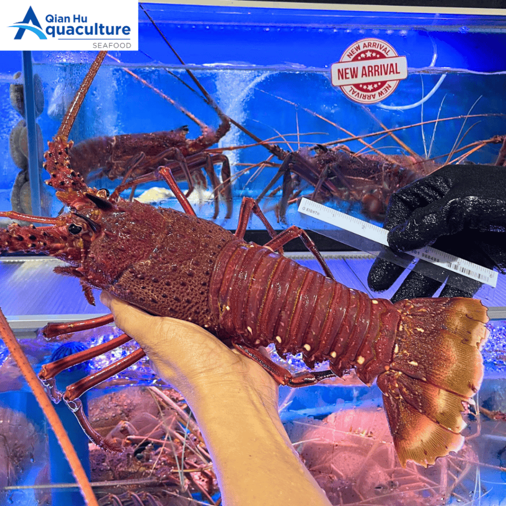 LIVE WESTERN AUSTRALIAN ROCK LOBSTER | Qian Hu