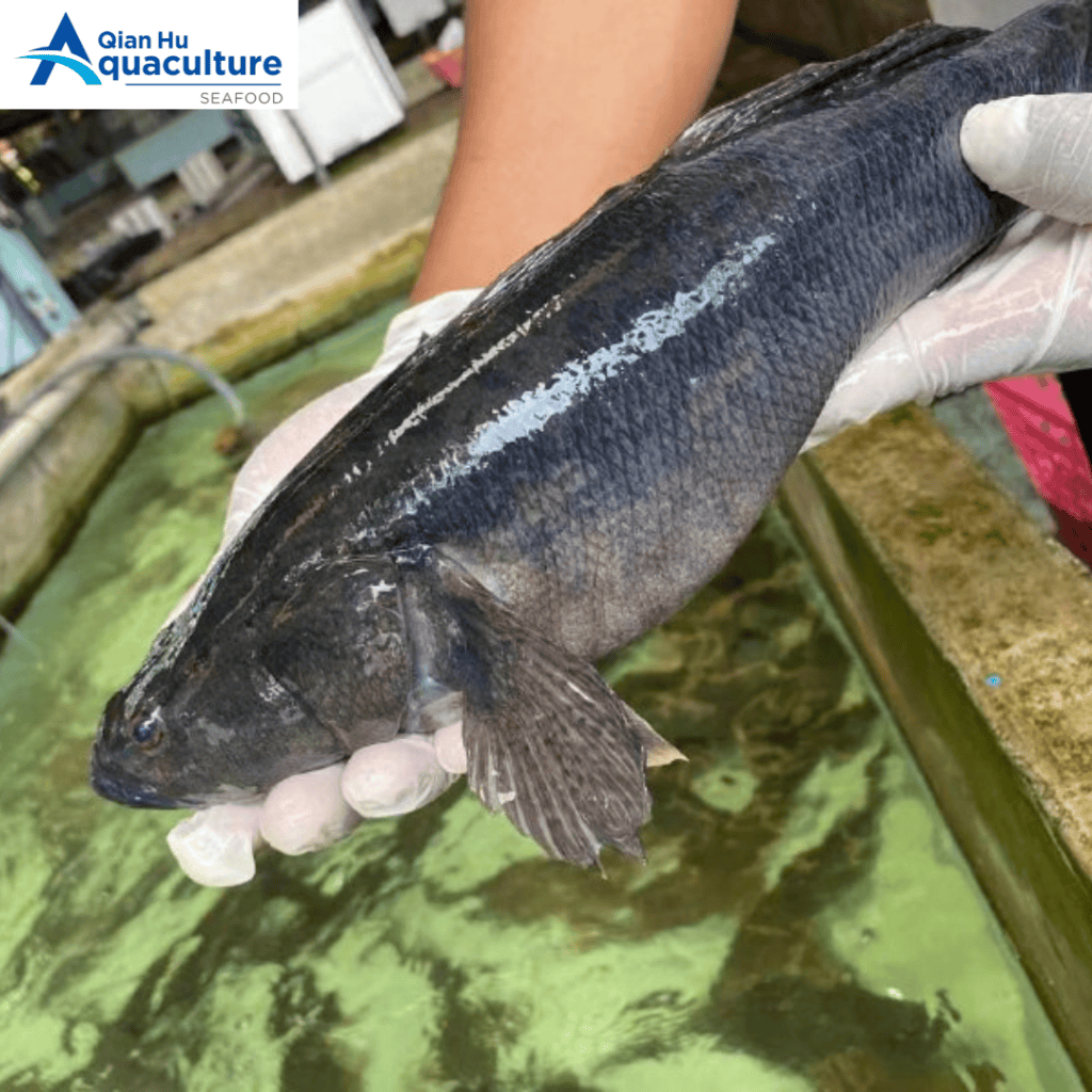 LIVE MARBLED SAND GOBY | Qian Hu