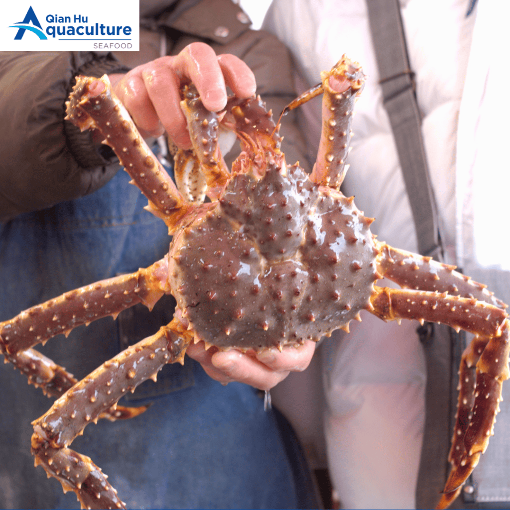 LIVE ALASKAN RED KING CRAB [PRE-ORDER][PER PCS] | Qian Hu