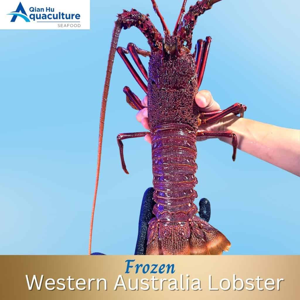 FROZEN WESTERN AUS ROCK LOBSTER | Qian Hu