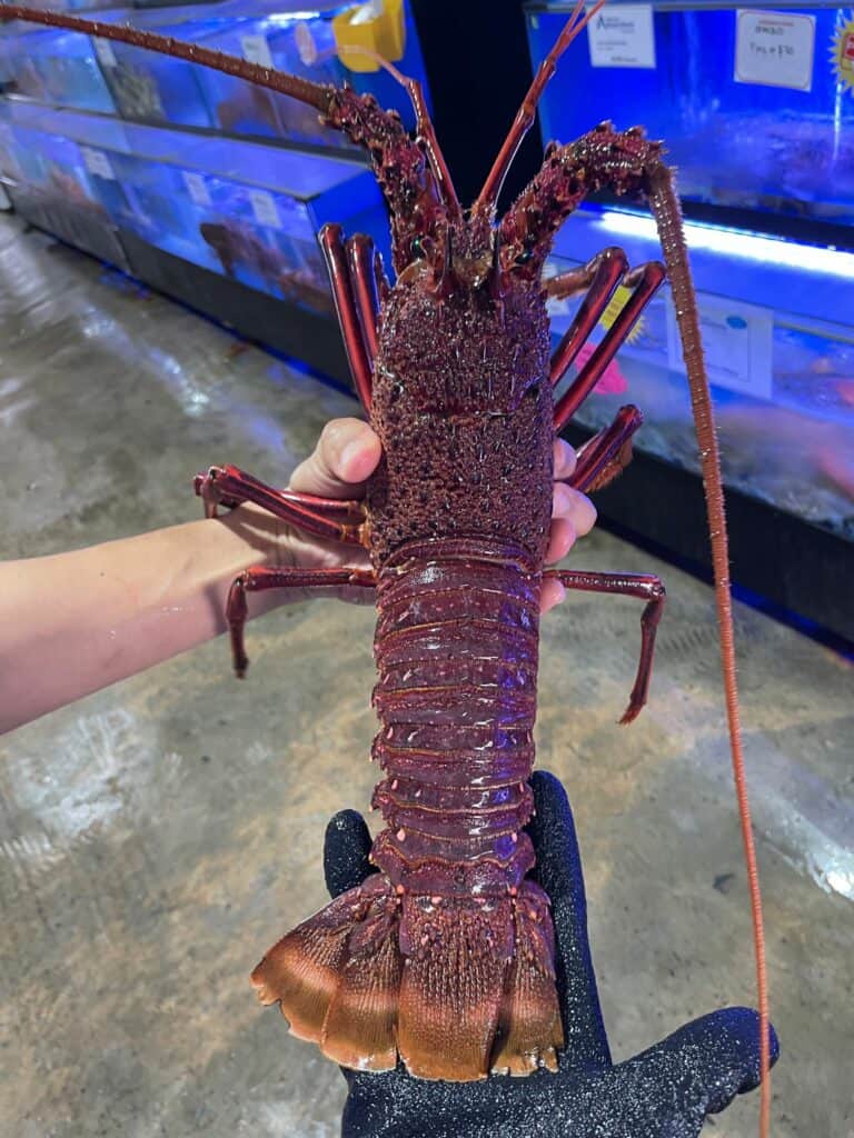 LIVE WESTERN AUSTRALIAN ROCK LOBSTER | Qian Hu