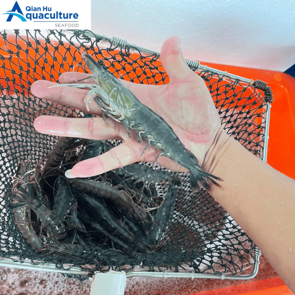 LIVE TIGER PRAWN [PER KG] | Qian Hu