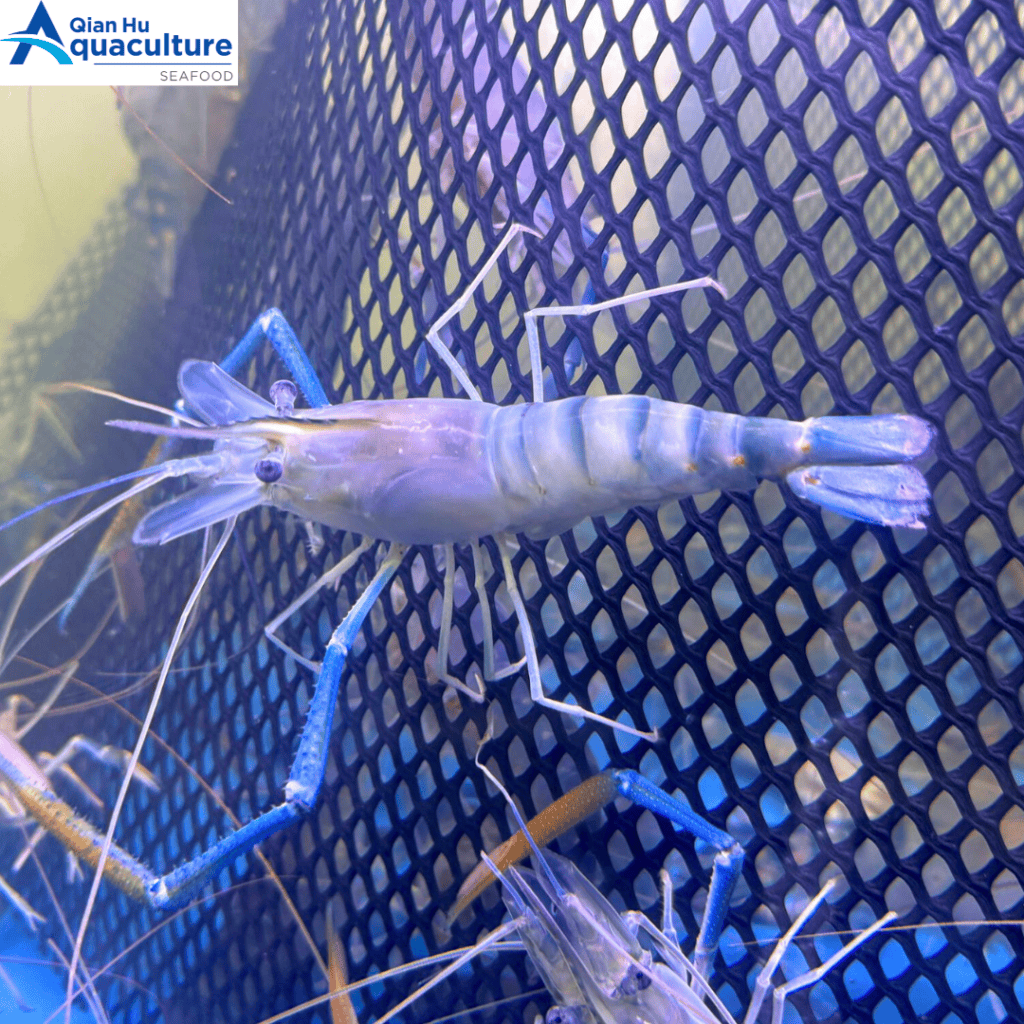 LIVE GIANT FRESHWATER PRAWN [1KG] | Qian Hu